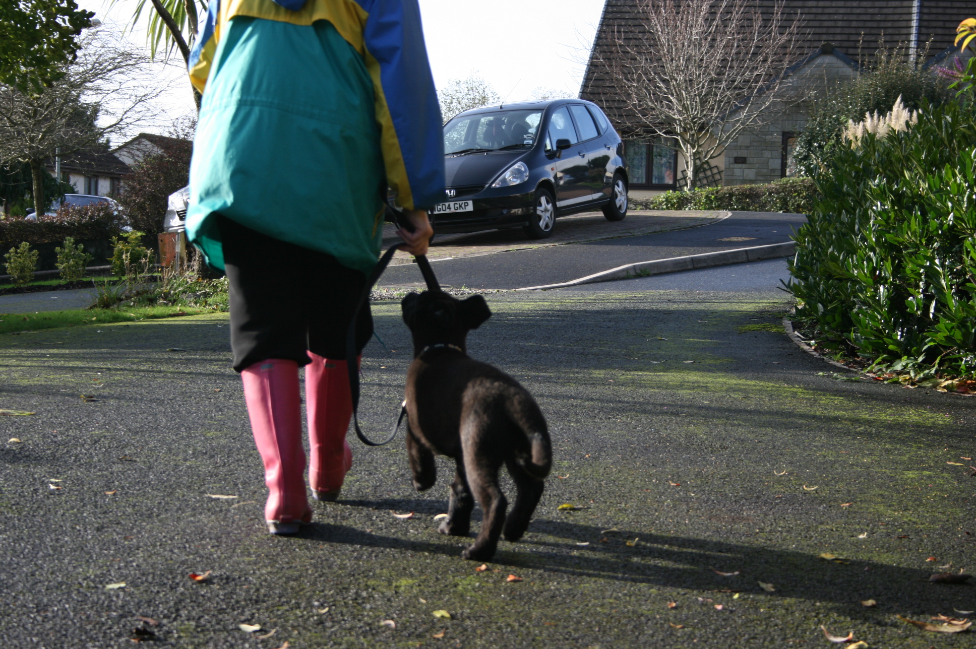 Police Puppy Walking How It All Started - My personal Experience