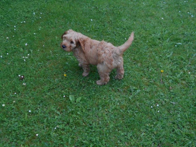 Clumberdoodle Puppy Archie