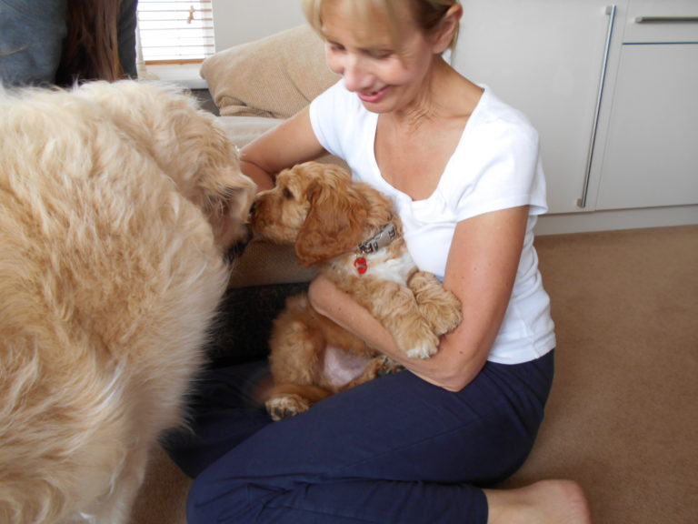 Clumberdoodle Puppy Archie