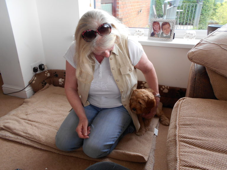 Clumberdoodle Puppy Archie