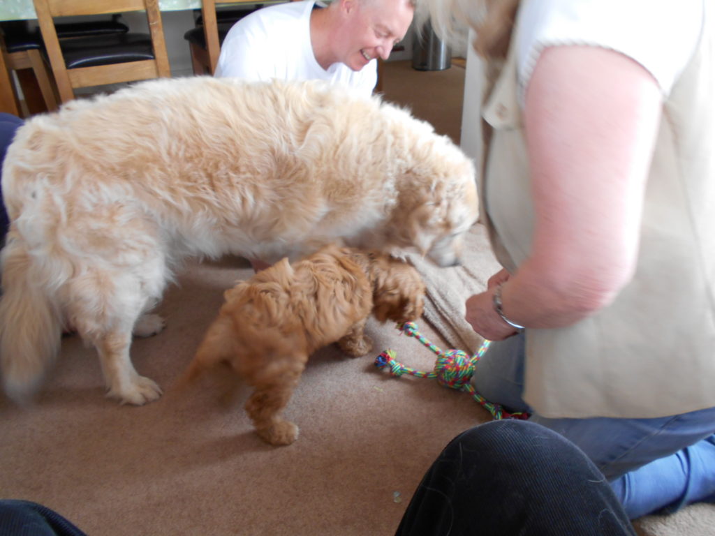 Clumberdoodle Puppy Archie