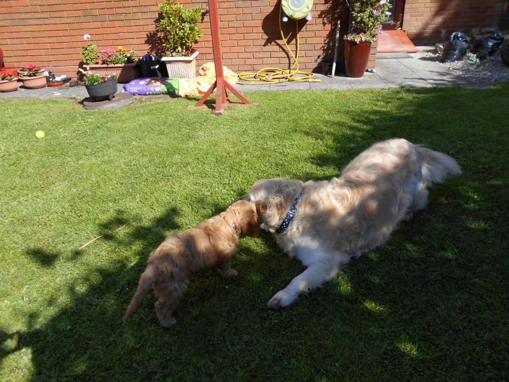 Clumberdoodle Puppy Archie