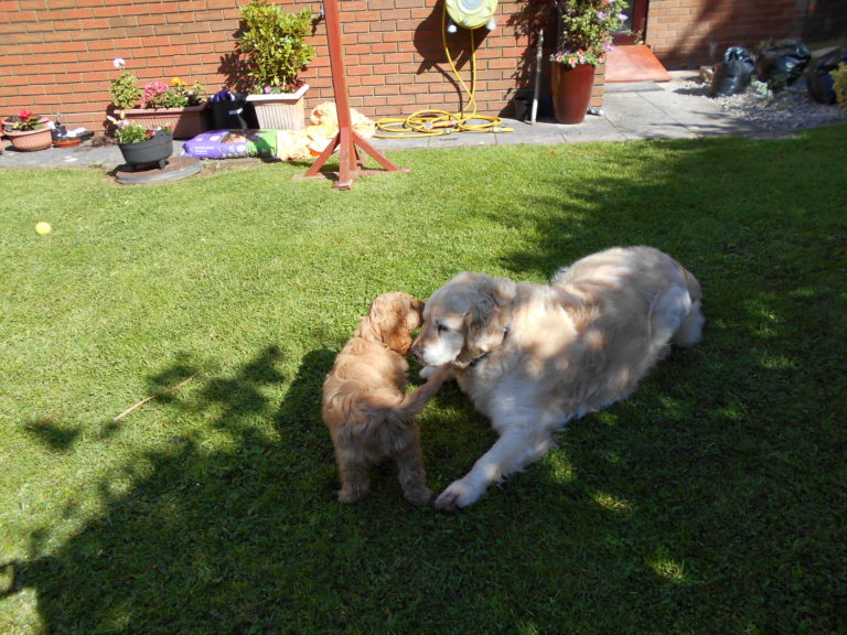 Clumberdoodle Puppy Archie