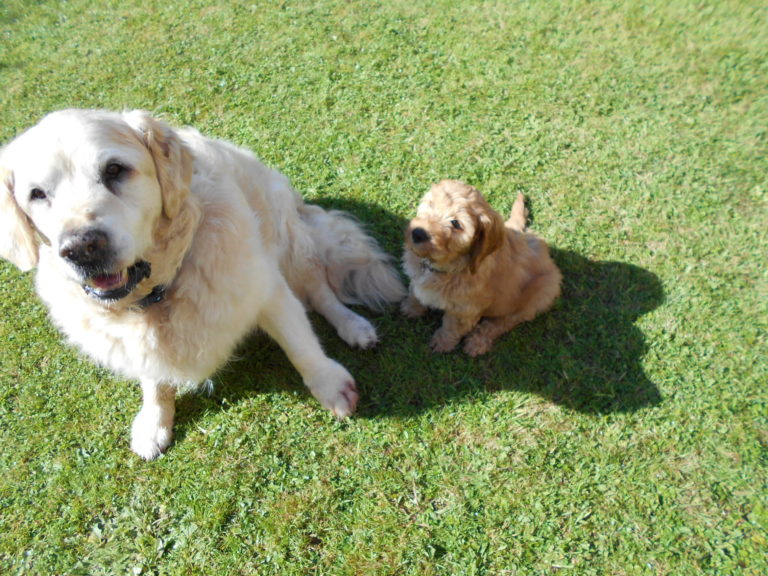Clumberdoodle Puppy Archie