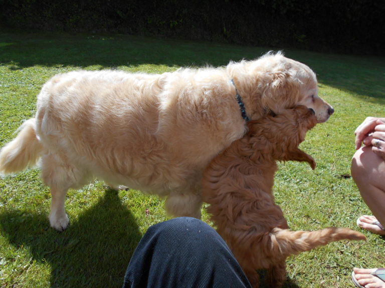 Clumberdoodle Puppy Archie