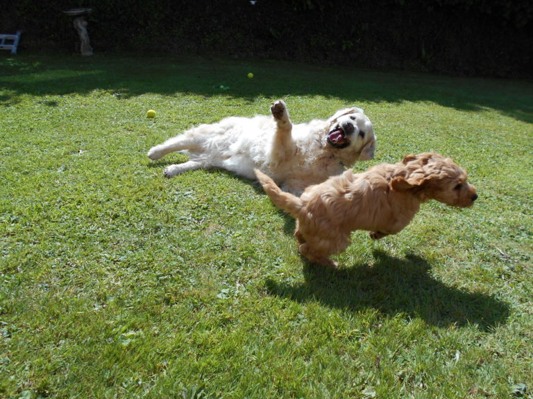 Clumberdoodle Puppy Archie
