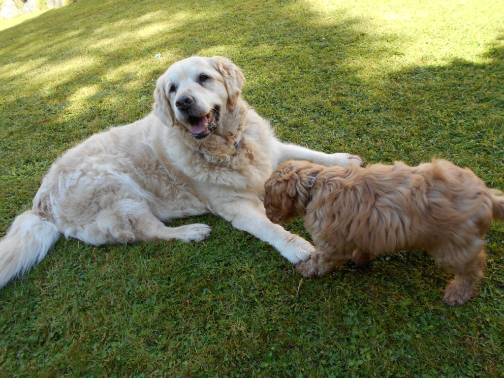 Clumberdoodle Puppy Archie
