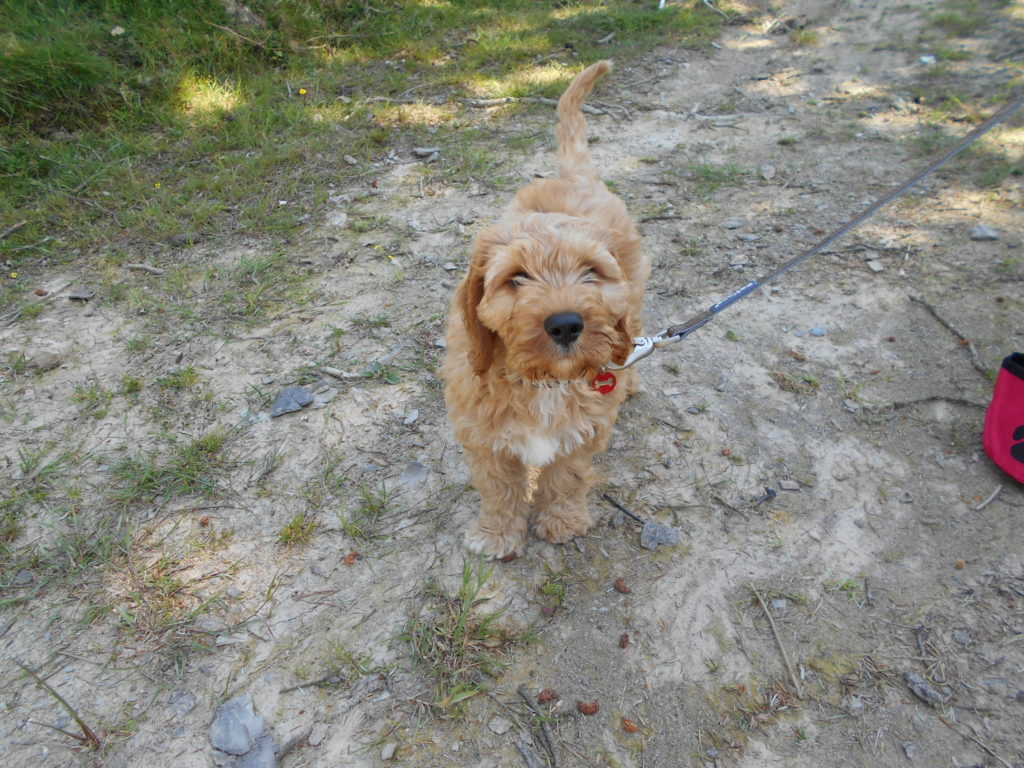 Clumberdoodle Archie and His Second Week