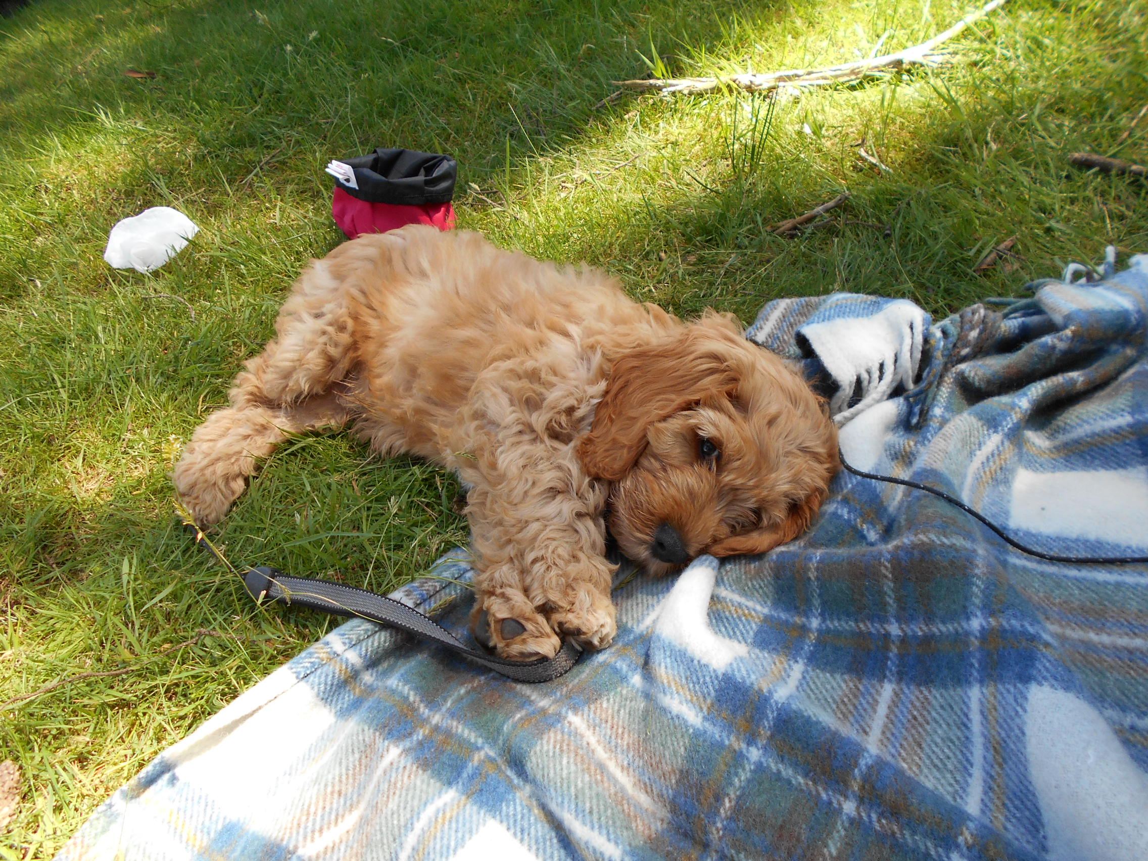 Clumberdoodle Archie and His Second Week