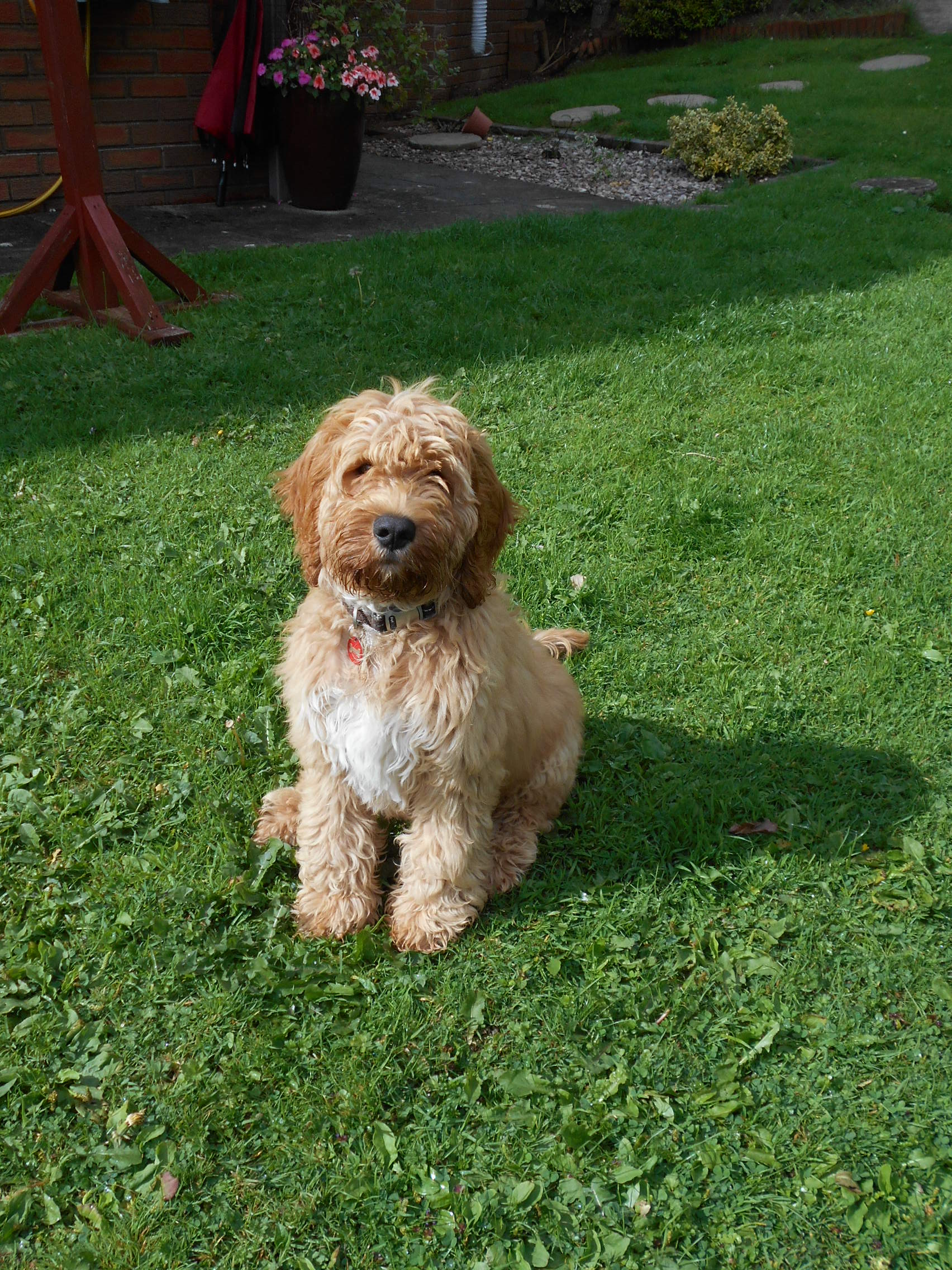 Clumberdoodle Archie And His 6th Week Onwards