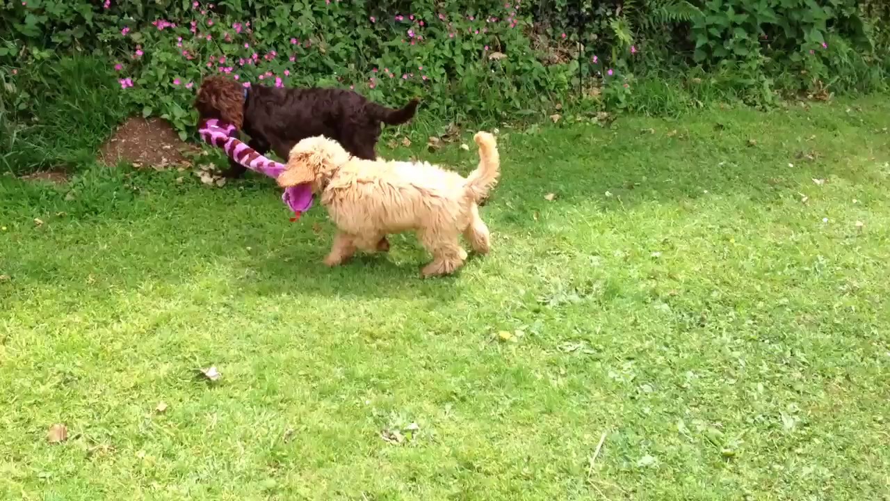 Clumberdoodle Archie And His 5th Week