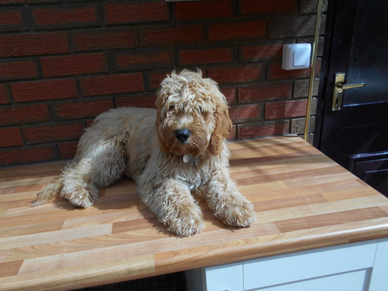 Clumberdoodle Archie And His 6th Week Onwards