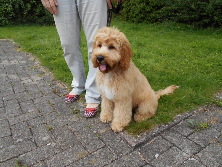 Clumberdoodle Archie And His 6th Week Onwards