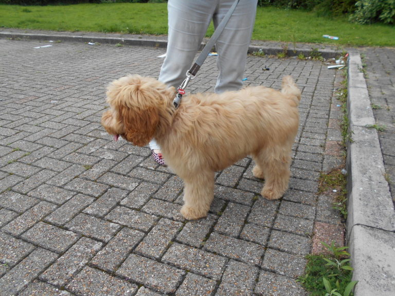 Clumberdoodle Archie And His 6th Week Onwards