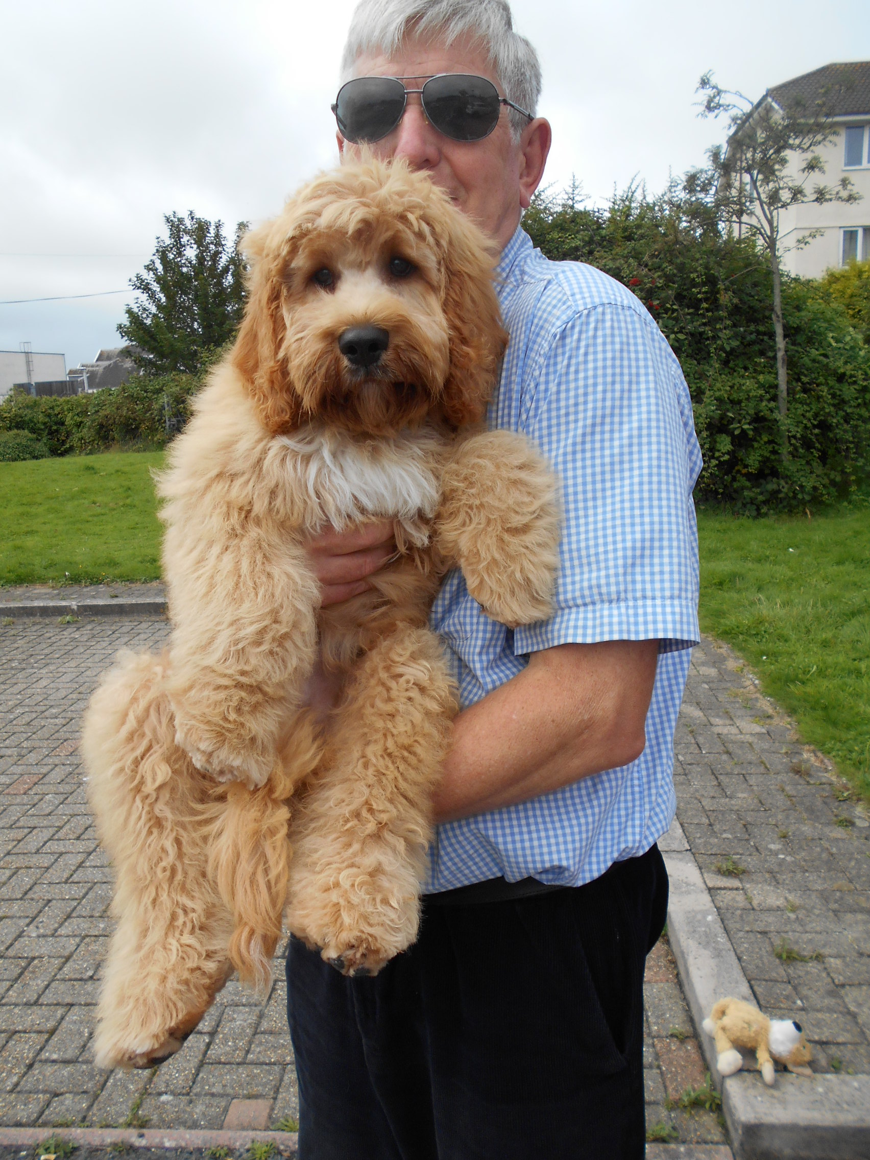 Clumberdoodle Archie And His 6th Week Onwards