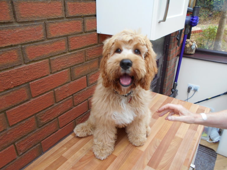 Clumberdoodle Archie And His 6th Week Onwards