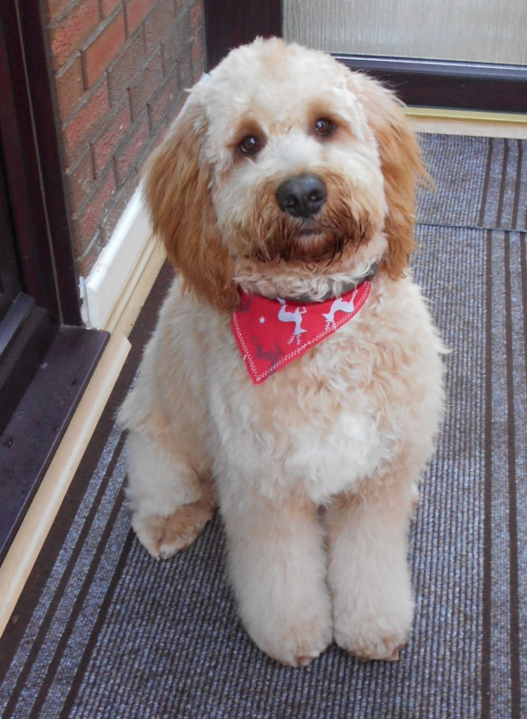 Clumberdoodle Archie Diary Aged 6 Months Onwards