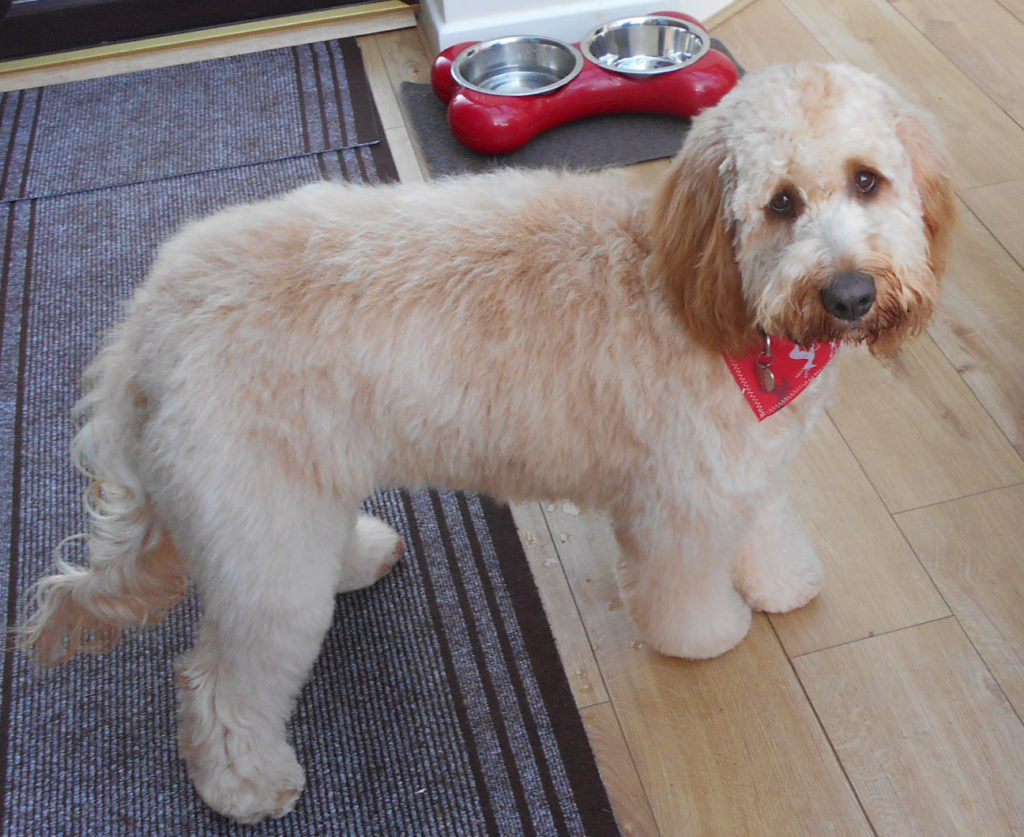 Clumberdoodle Archie Diary Aged 6 Months Onwards