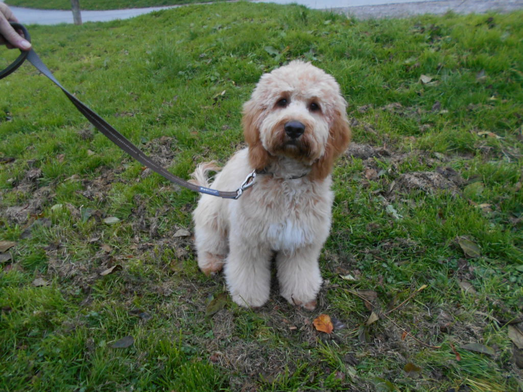 Clumberdoodle Archie Diary Aged 6 Months Onwards