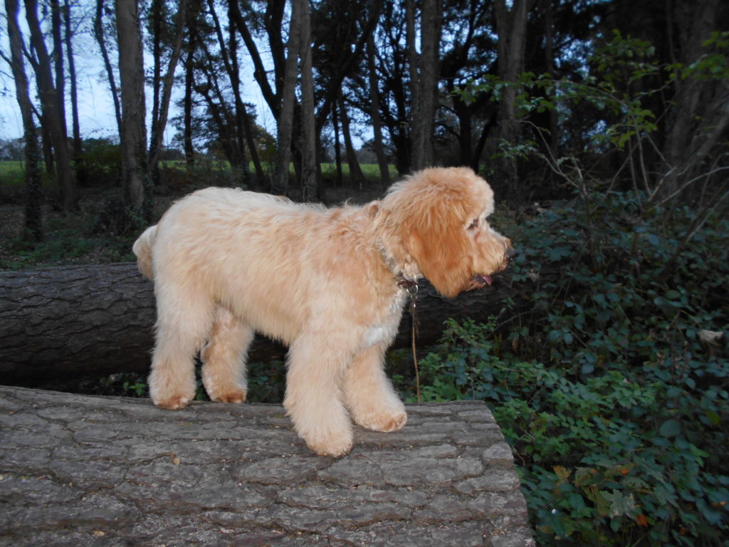 Clumberdoodle Archie Diary Aged 6 Months Onwards