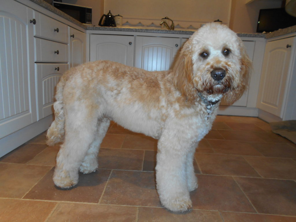 Clumberdoodle Archie Diary Aged 6 Months Onwards