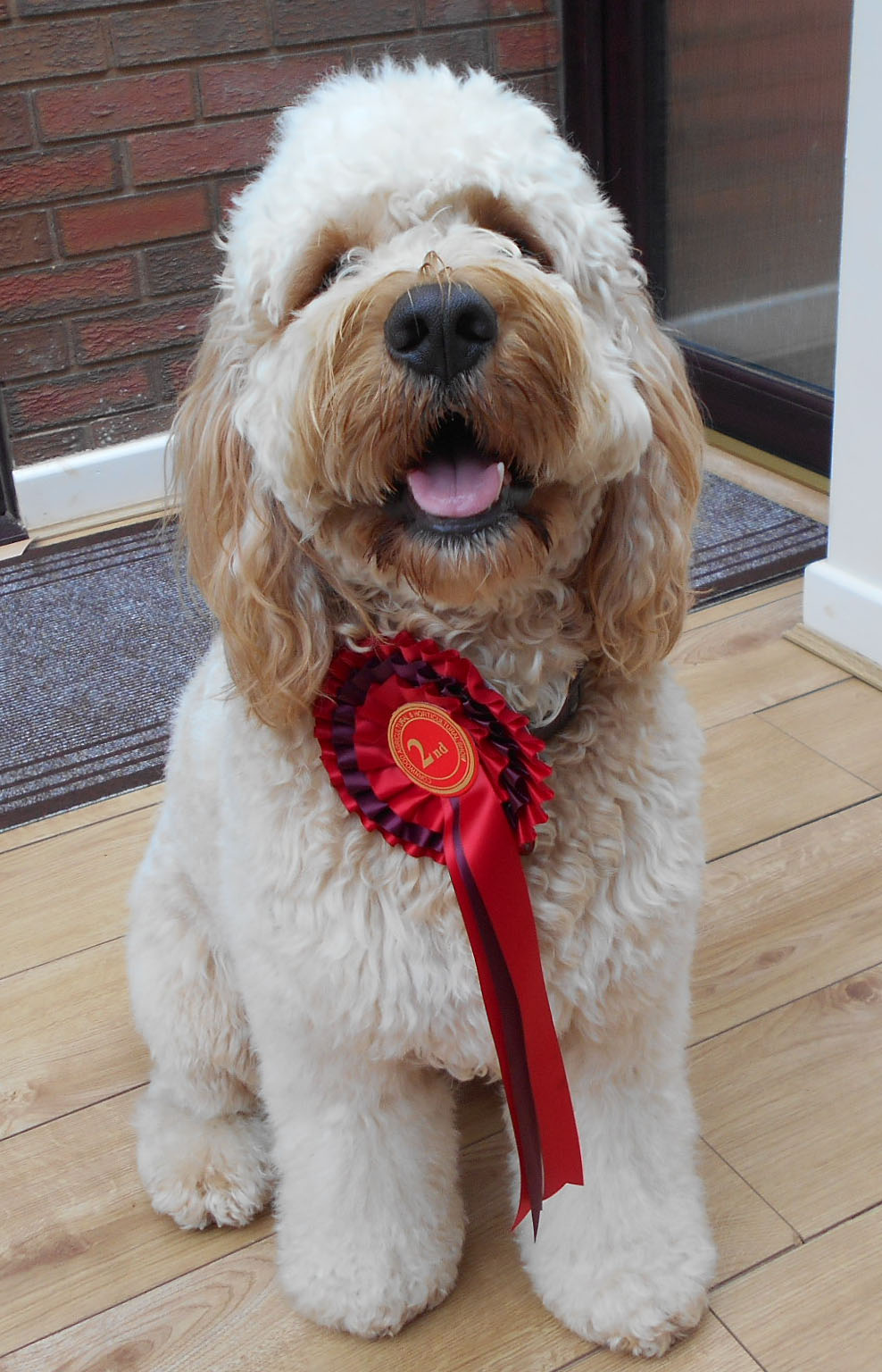 Clumberdoodle Archie's Diary 12 Months Onwards