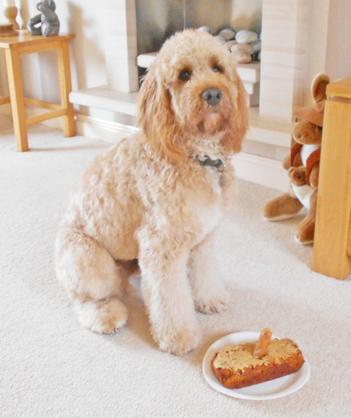 Clumberdoodle Archie's Diary 12 Months Onwards