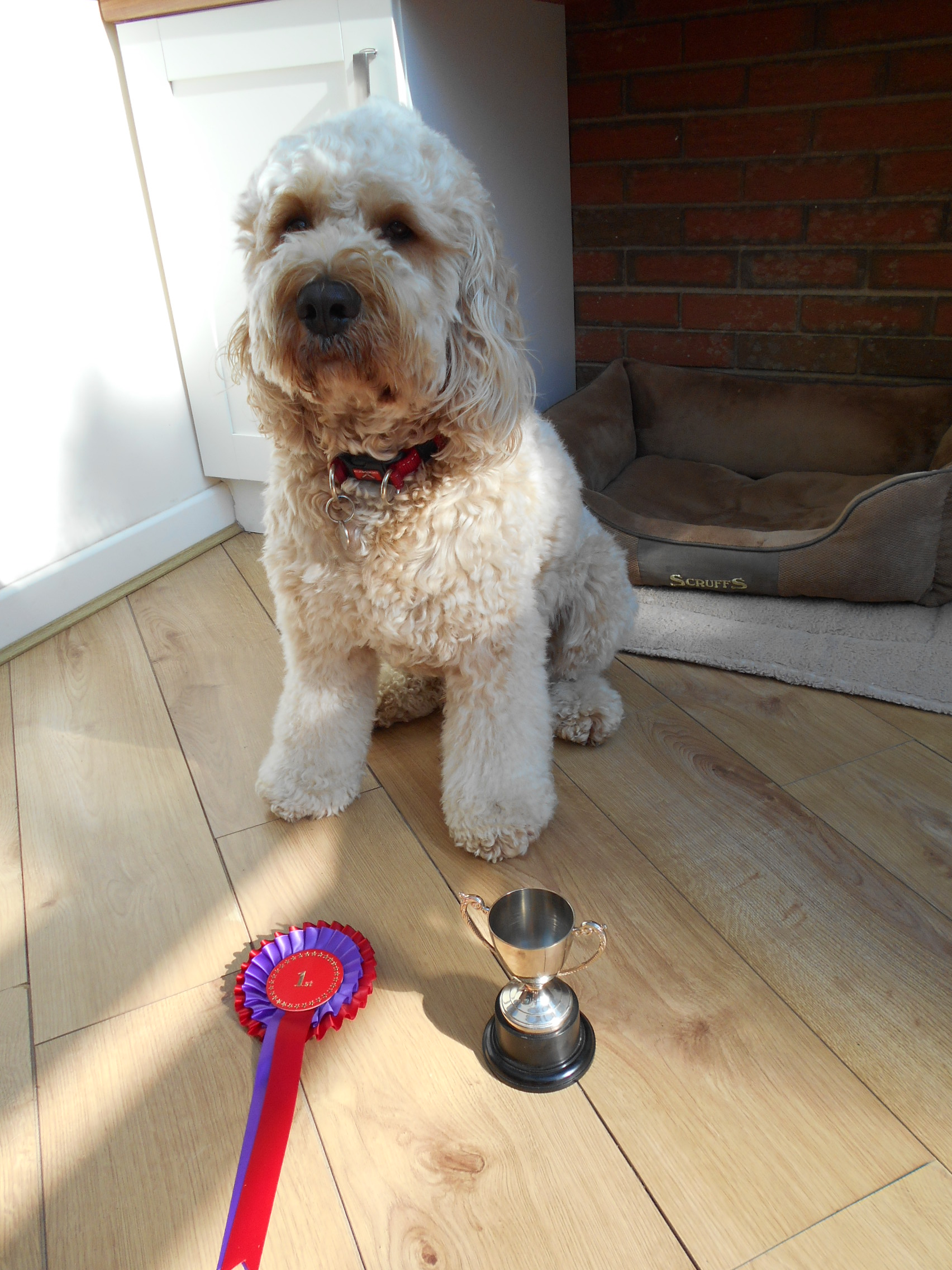 Clumberdoodle Archie Is Top Dog Well Crossbreed At 2019 Cornwood Show ...