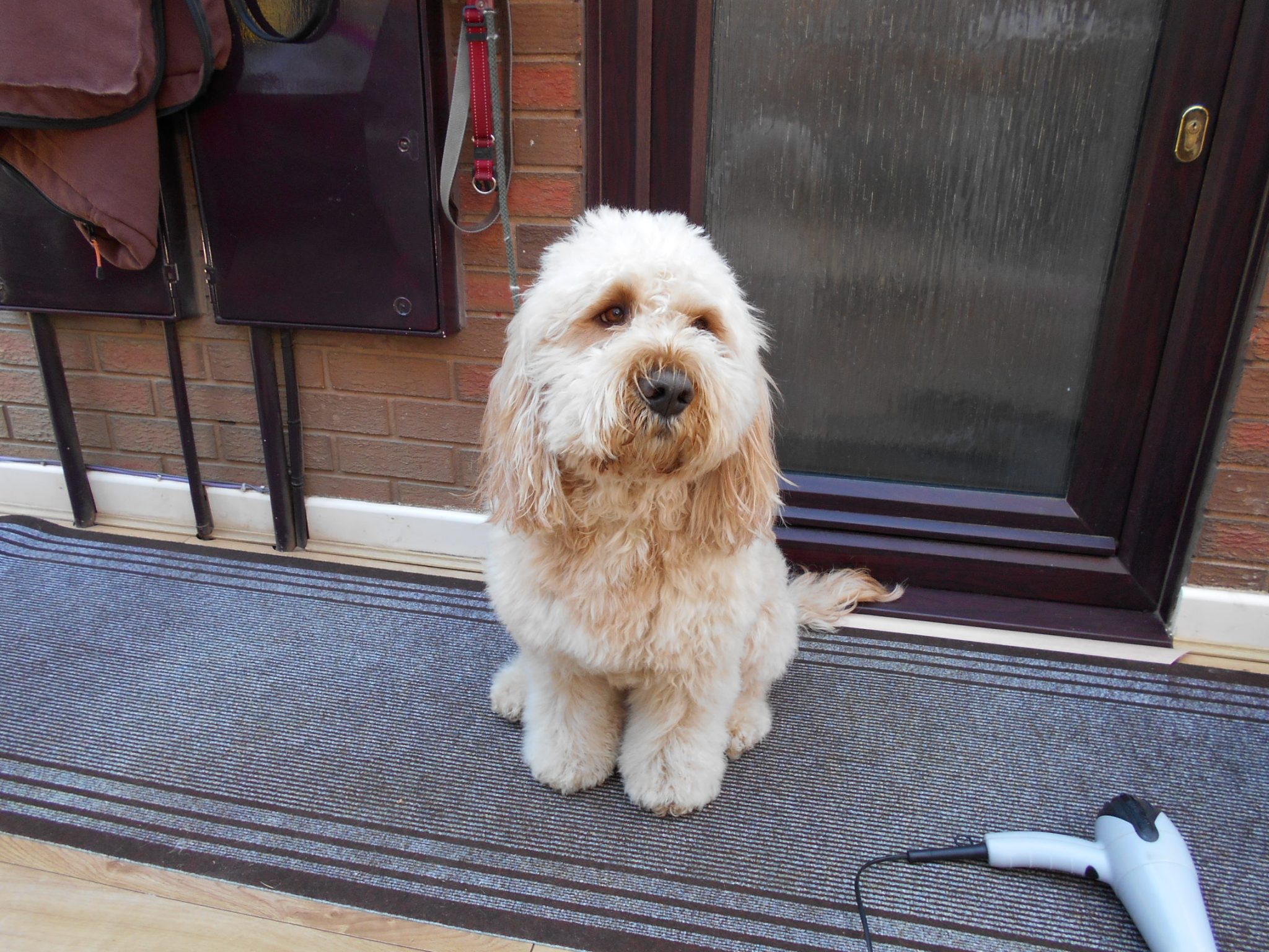 Grooming Clumberdoodle Archie At Home For The First Time - Karen Freeman
