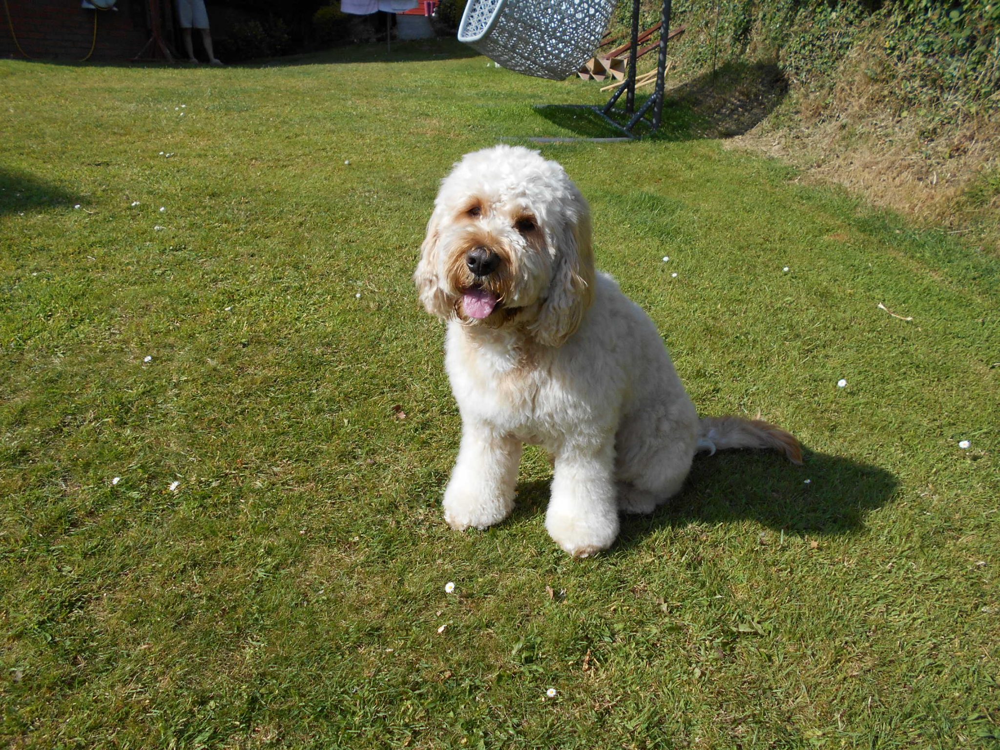 Grooming Clumberdoodle Archie At Home For The First Time - Karen Freeman