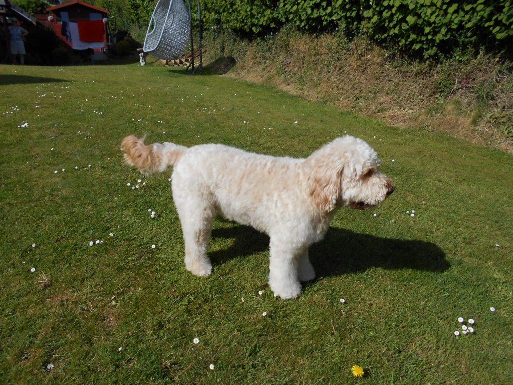 Grooming Clumberdoodle Archie At Home For The First Time - Karen Freeman