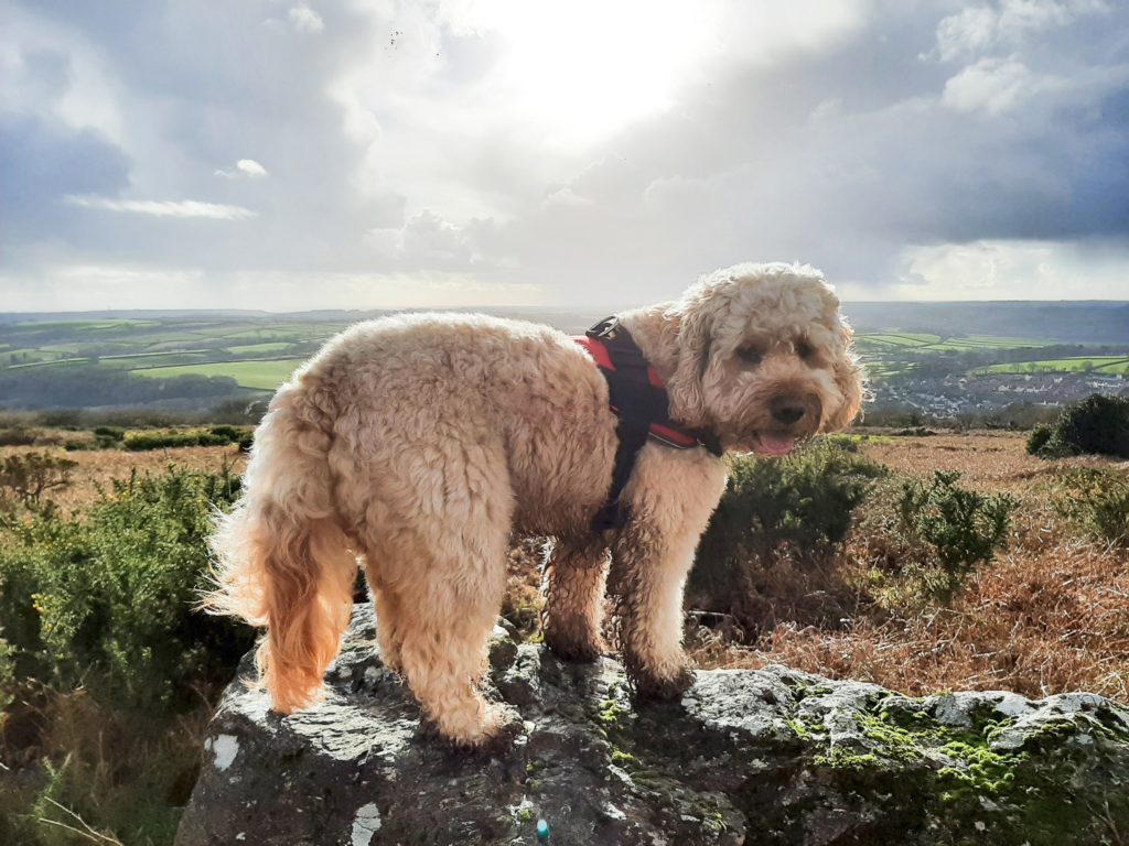 What Is A Clumberdoodle? - Karen Freeman