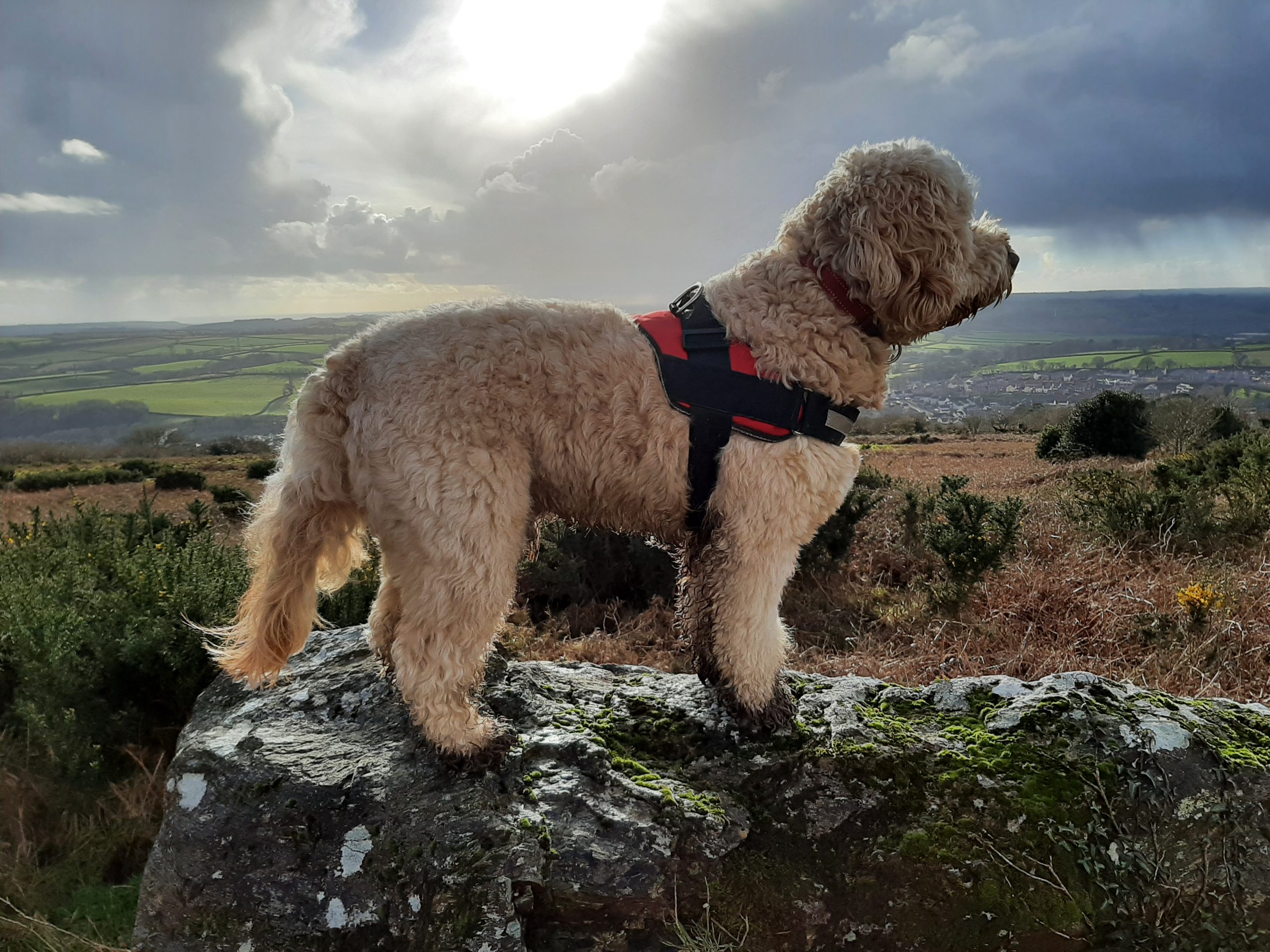 What Is A Clumberdoodle? - Karen Freeman