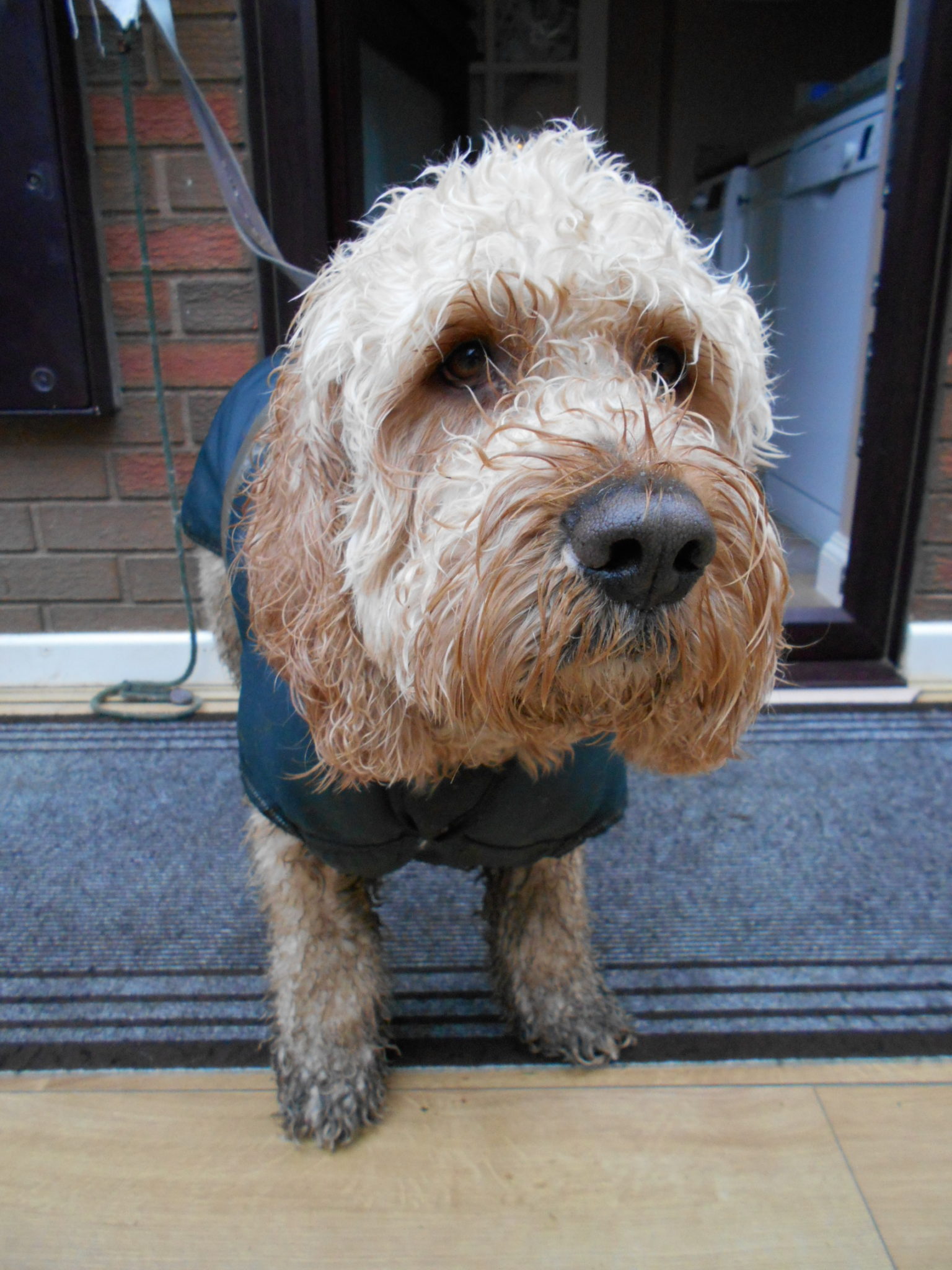 Clumberdoodle Puppy Archie