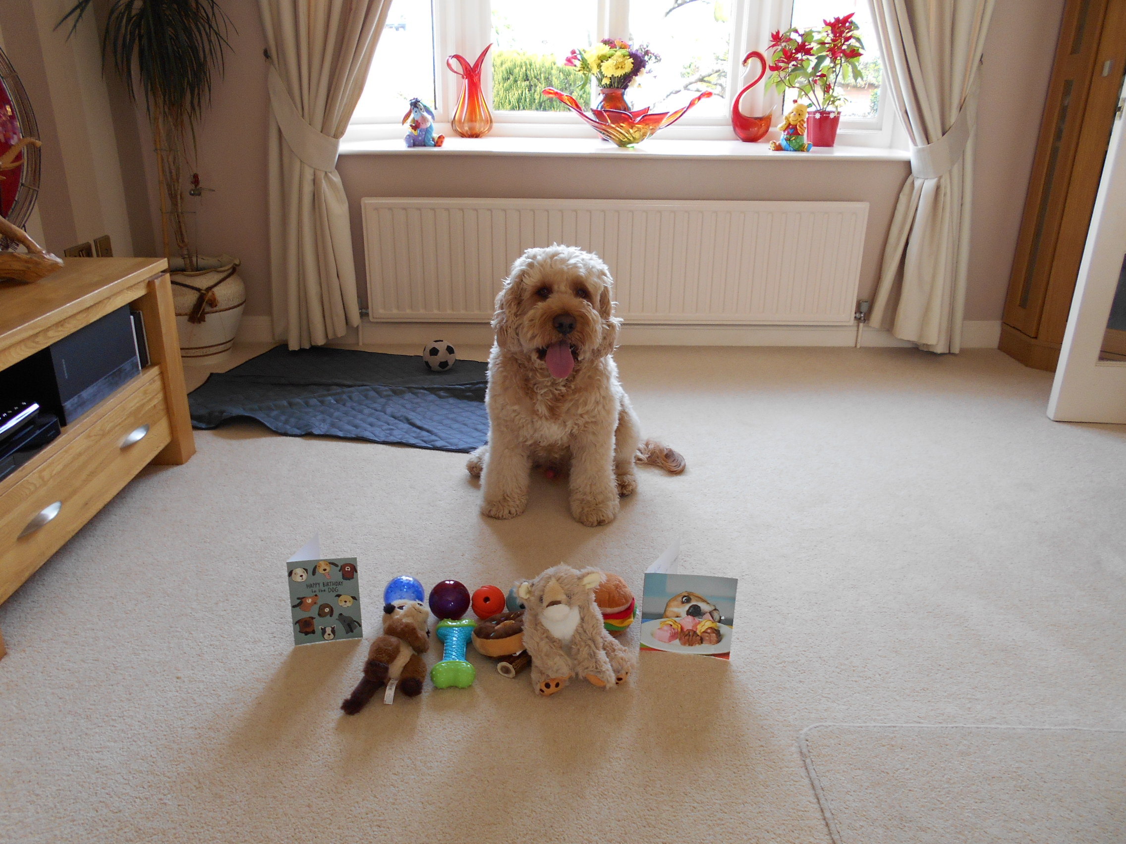 Clumberdoodle Archie's 5th Birthday April 2022 - Karen Freeman